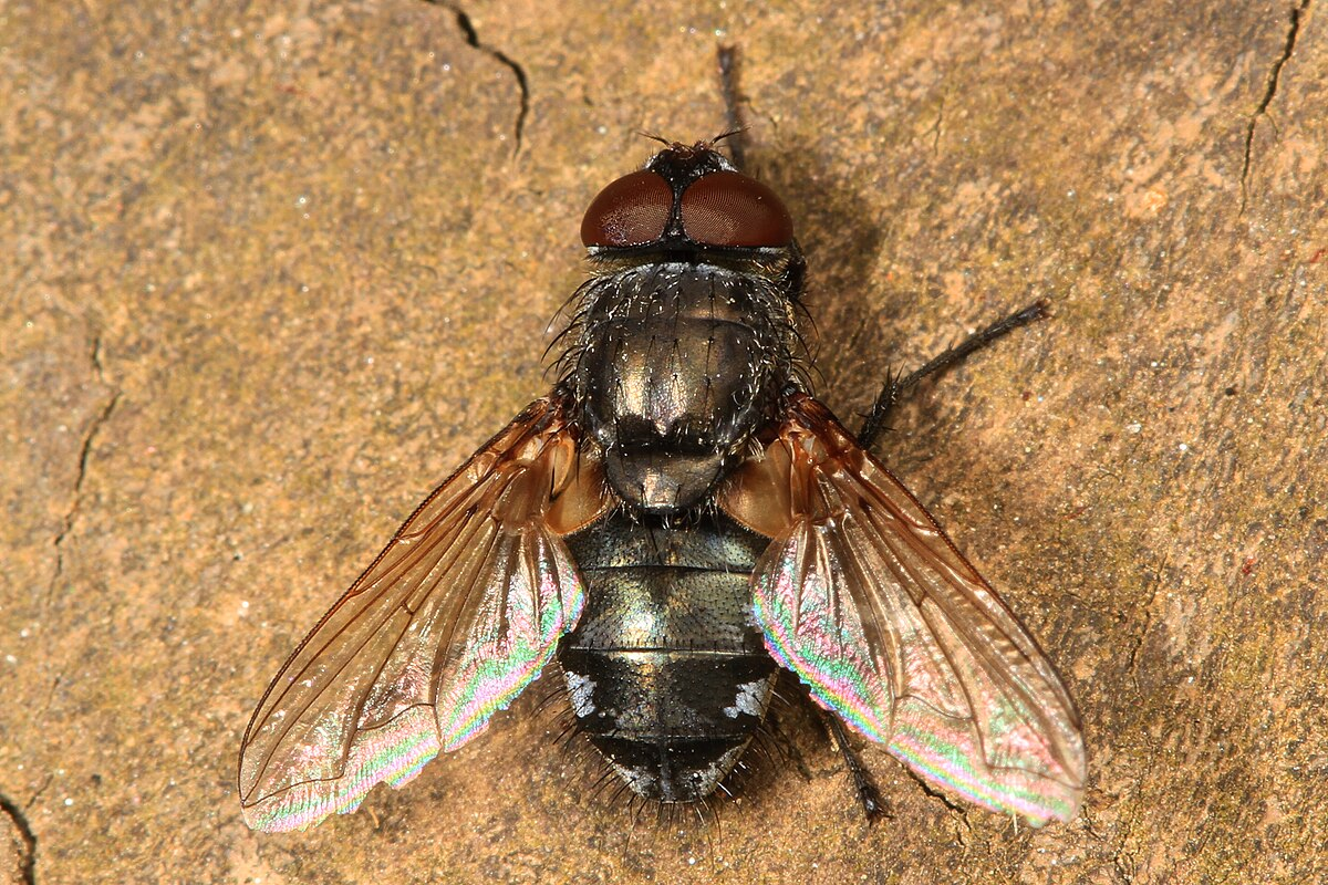 Why Are Flies in My House? Shocking Reasons & Easy Fixes!