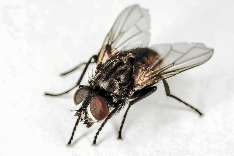 Why Are Flies in My House? Shocking Reasons & Easy Fixes!