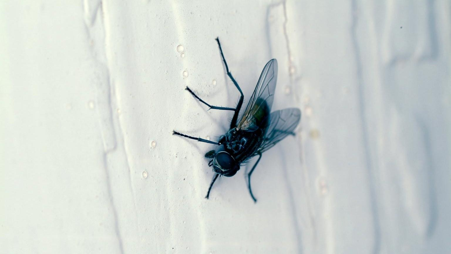Why Are Flies in My House? Shocking Reasons & Easy Fixes!