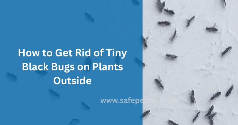 How to Get Rid of Tiny Black Bugs on Plants Outside