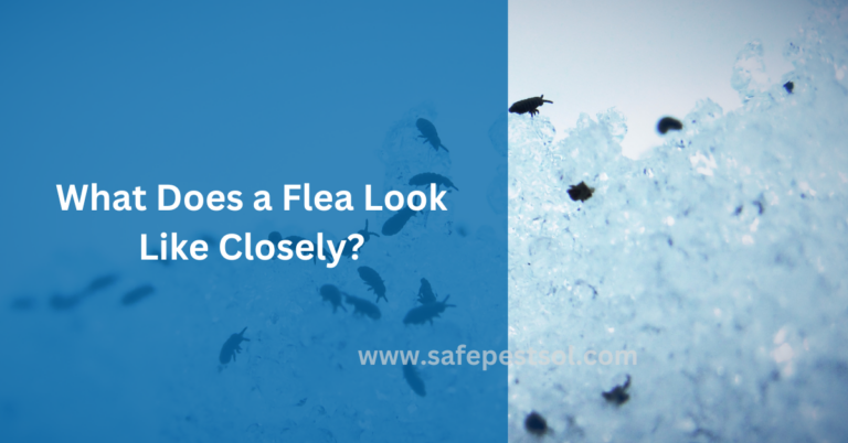 What Does a Flea Look Like - Safe Pest Sol