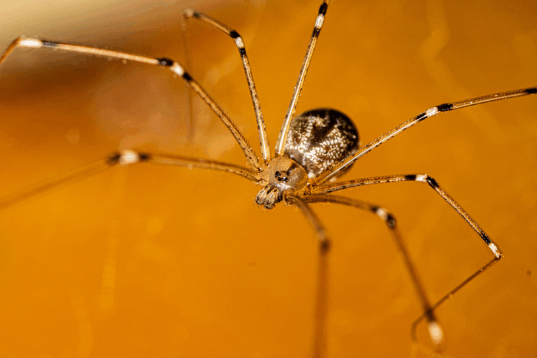 10 Harmless House Spiders You Didn't Know Were Friendly - Safe Pest Sol