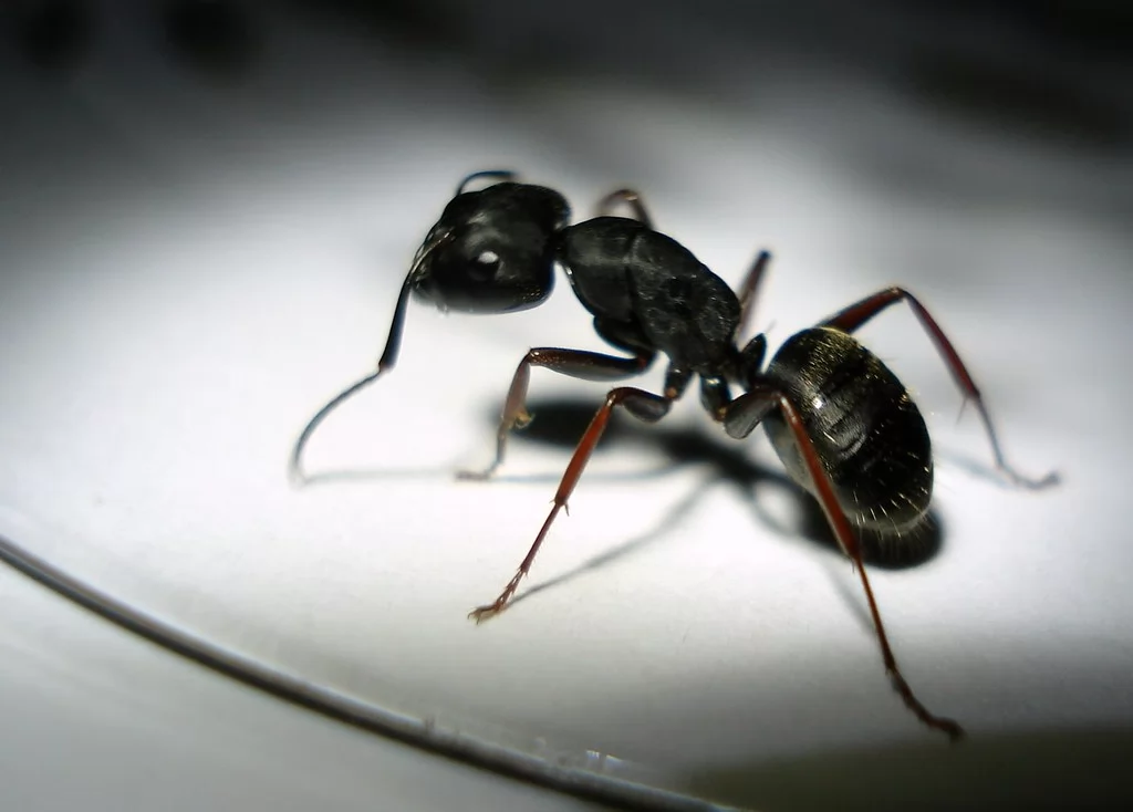 Do Ants Carry Disease? Risks, Facts & Prevention
