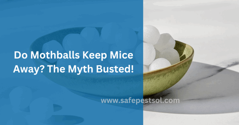 Do Moth Balls Keep Mice Away? The Myth Busted!