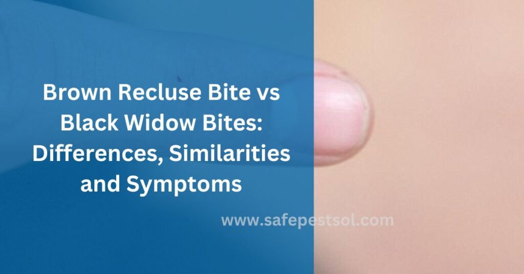 Brown Recluse Bite vs Black Widow: Shocking Differences