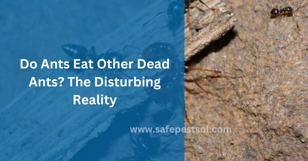 Do Ants Eat Other Dead Ants? The Disturbing Reality