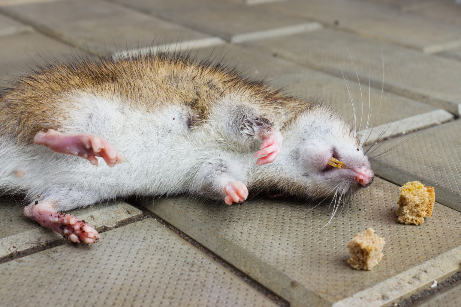 What Does A Dead Mouse Smell Like