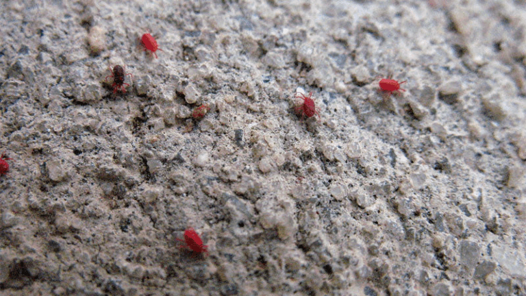 Tiny Red Bugs in Cement: Identification, Causes, and Removal Tips